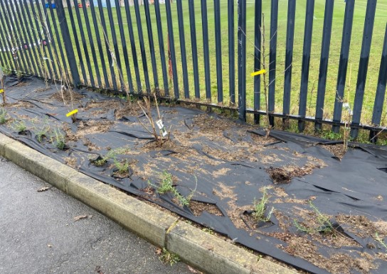 Willow Dene School - Growing green project