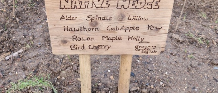 Willow Dene School - Growing green project